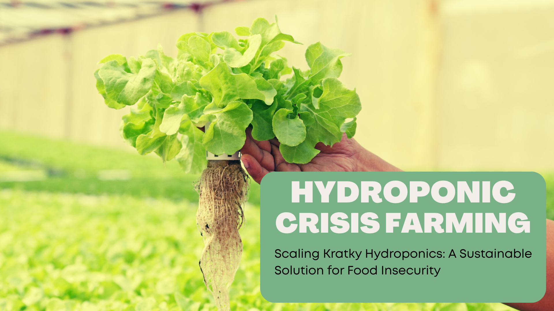 Hydroponics for food security | Giveth